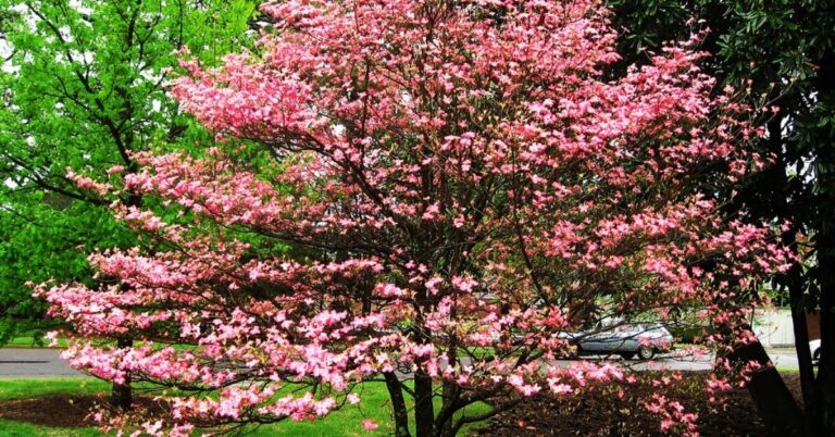 8 Fast Growing Shade Trees For Small Yards [Update 2023]