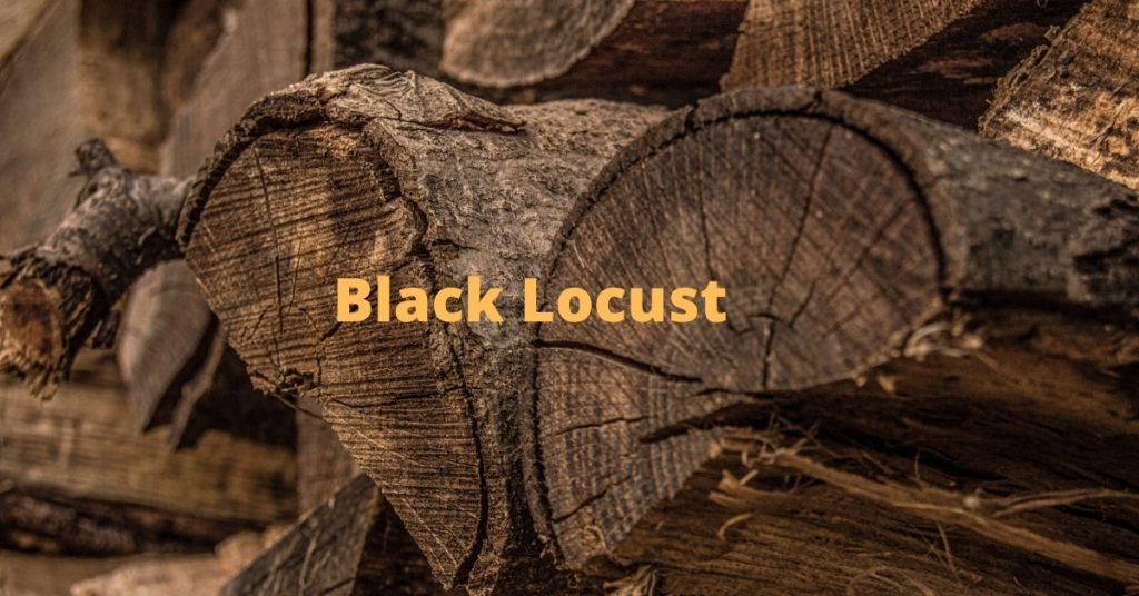 Black Locust Firewood Is It Worth To Burn [Update 2023]